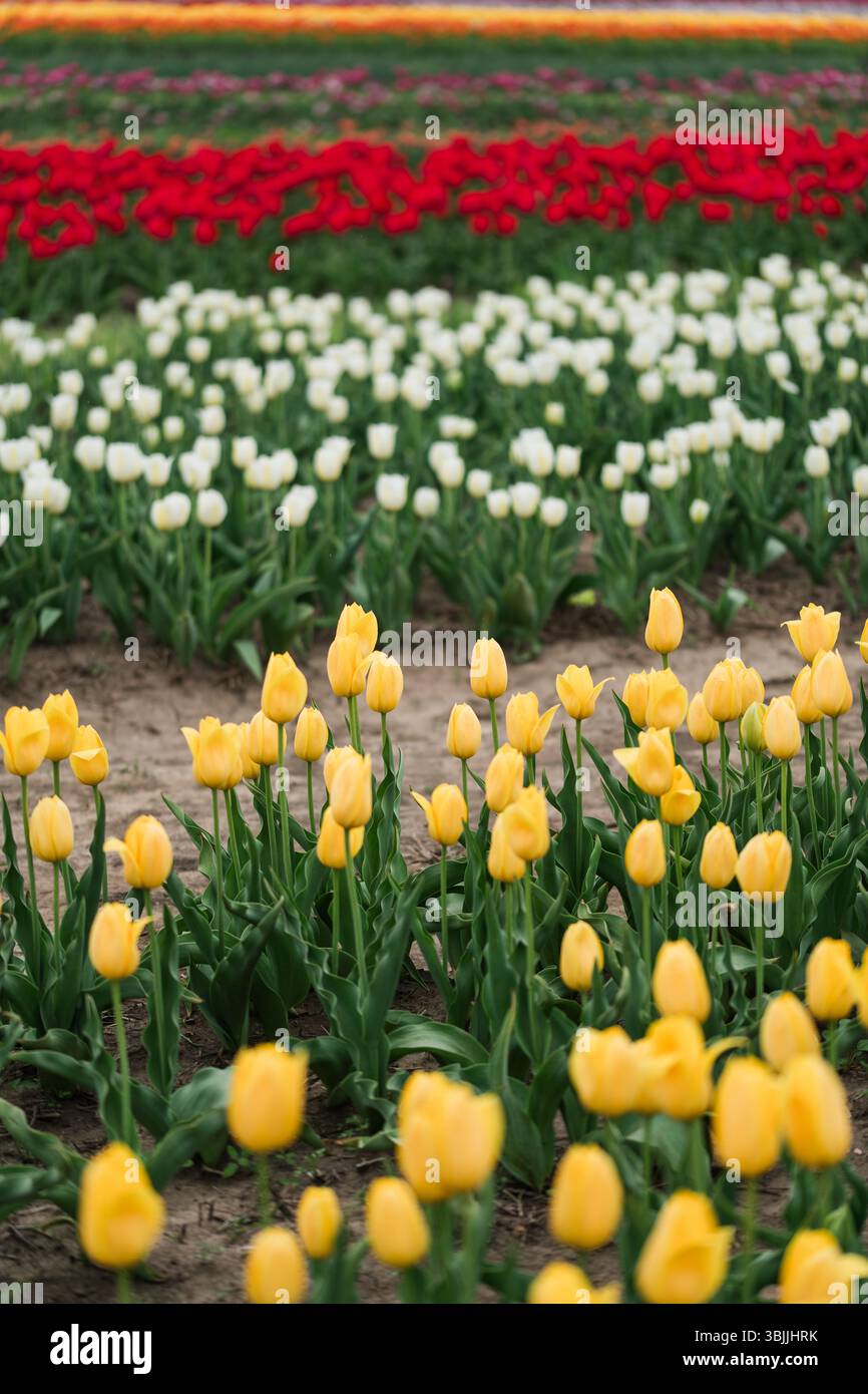 Colorful rows of flowers hi-res stock photography and images - Alamy