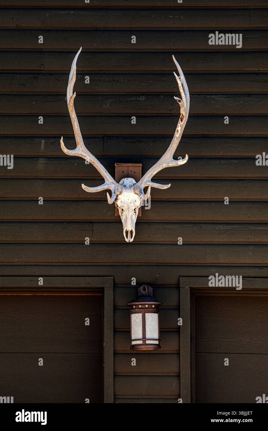Elk skull and antlers on side of log cabin vertical Stock Photo - Alamy
