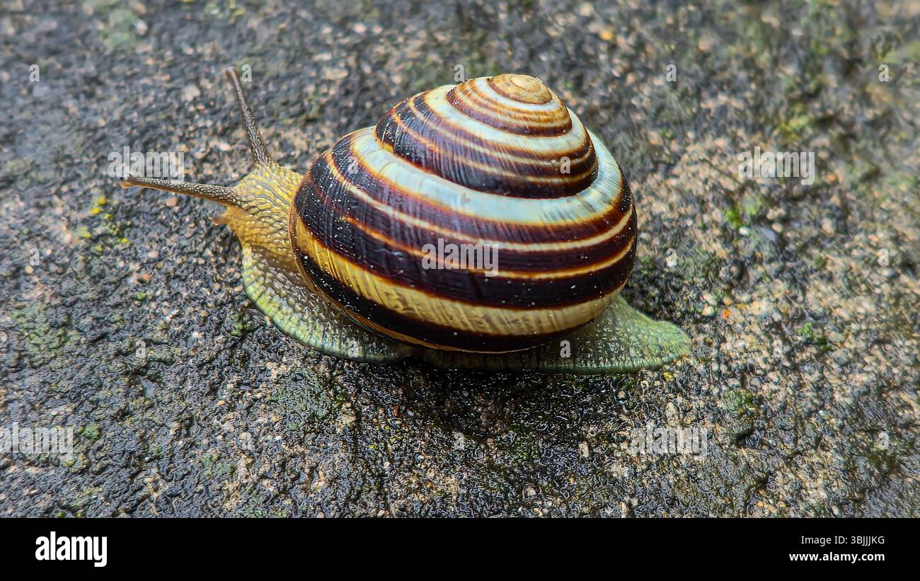 A small snail with a shell crawling on the asphalt. Rainy weather ...