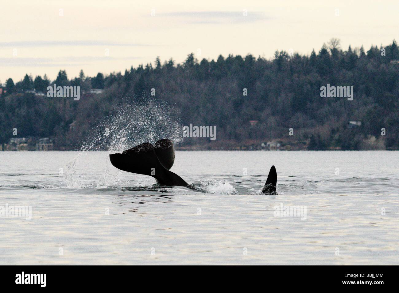Orca tail slap hi-res stock photography and images - Alamy