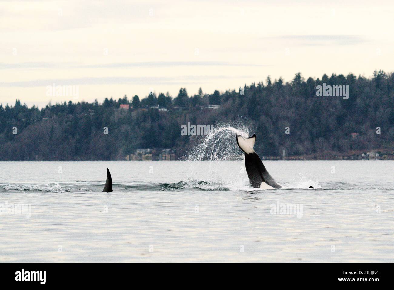An endangered killer whale doing a tail slap in Puget Sound Stock Photo ...