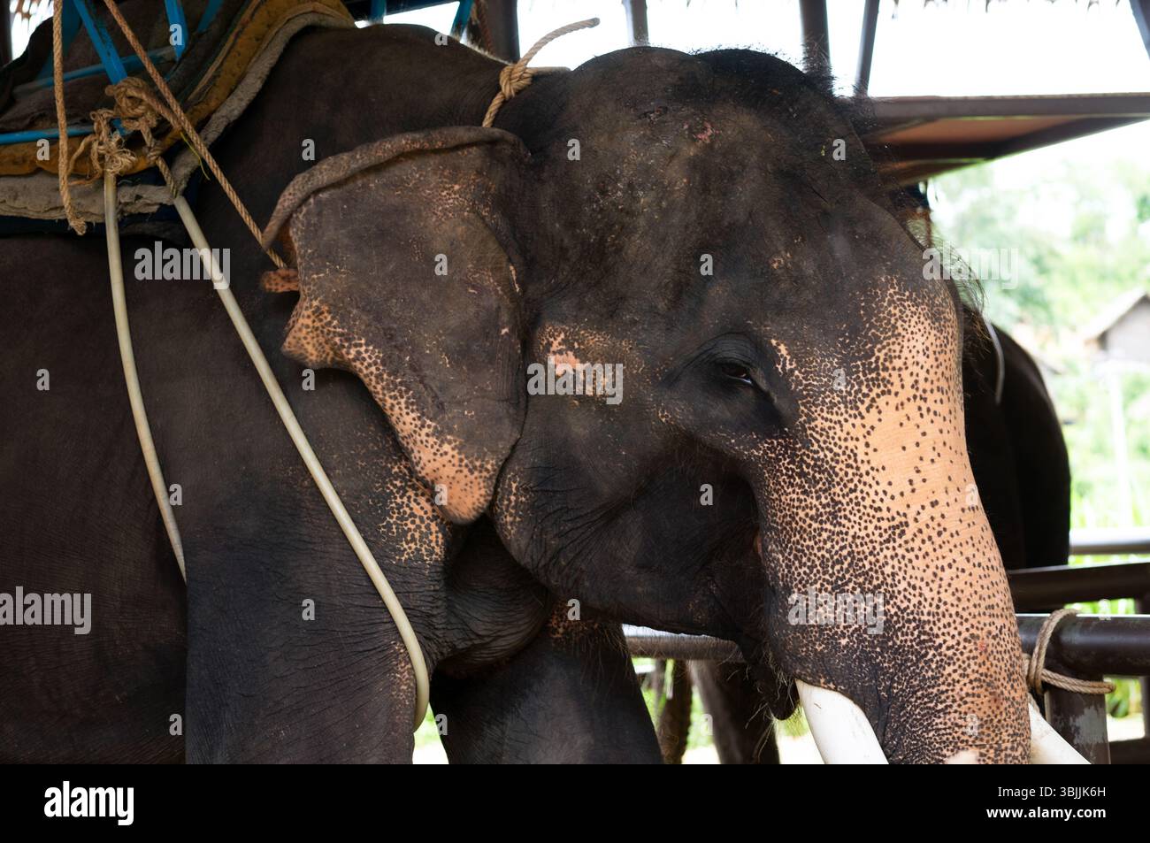 Traditional elephant harness hi-res stock photography and images - Alamy