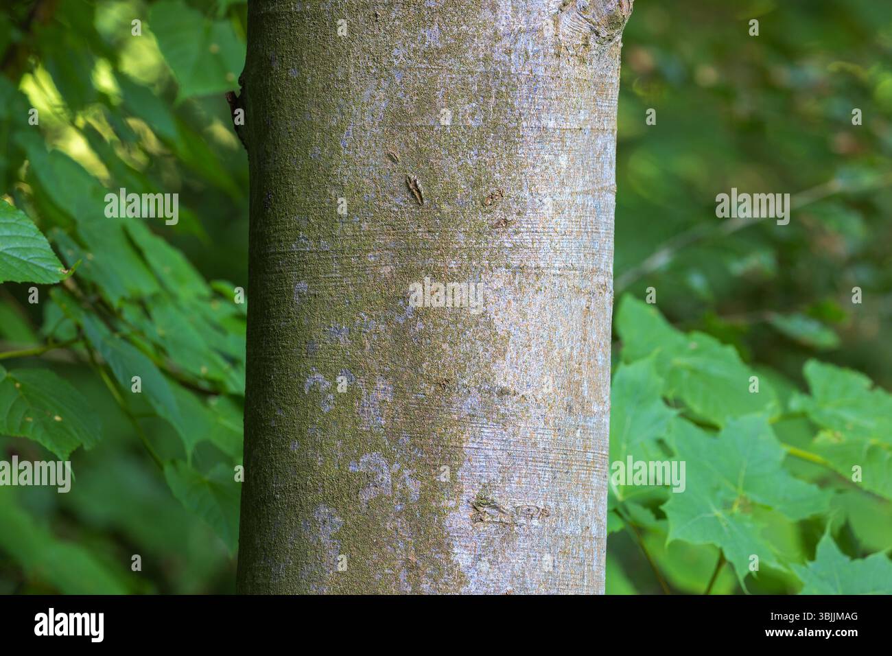 Beech tree nature hi-res stock photography and images - Alamy