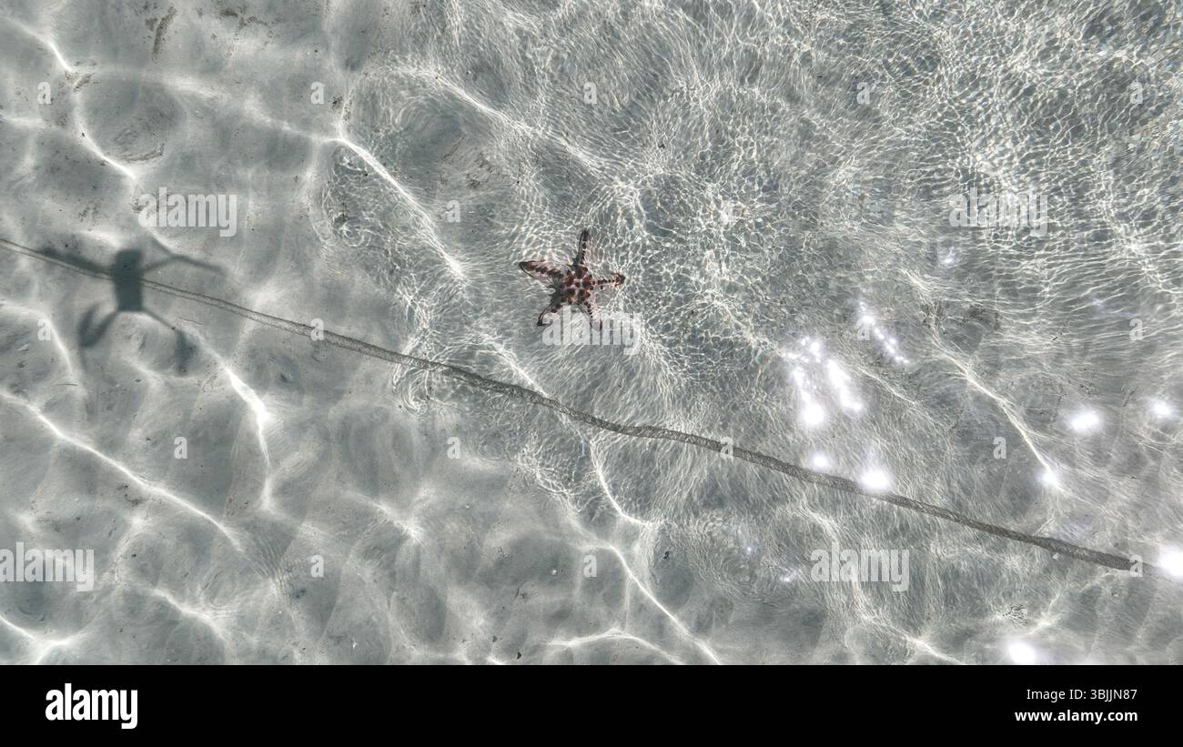 A close-up aerial view reveals a starfish surrounded by shimmering ...