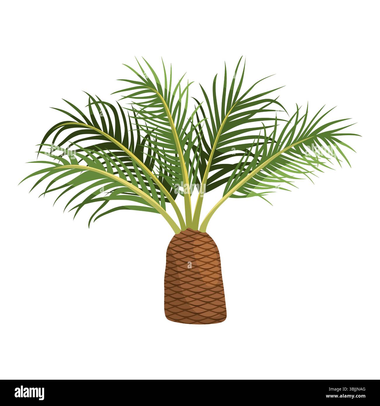 Pindo palm or decorative tree. Vector icon of ornamental tropical plant ...