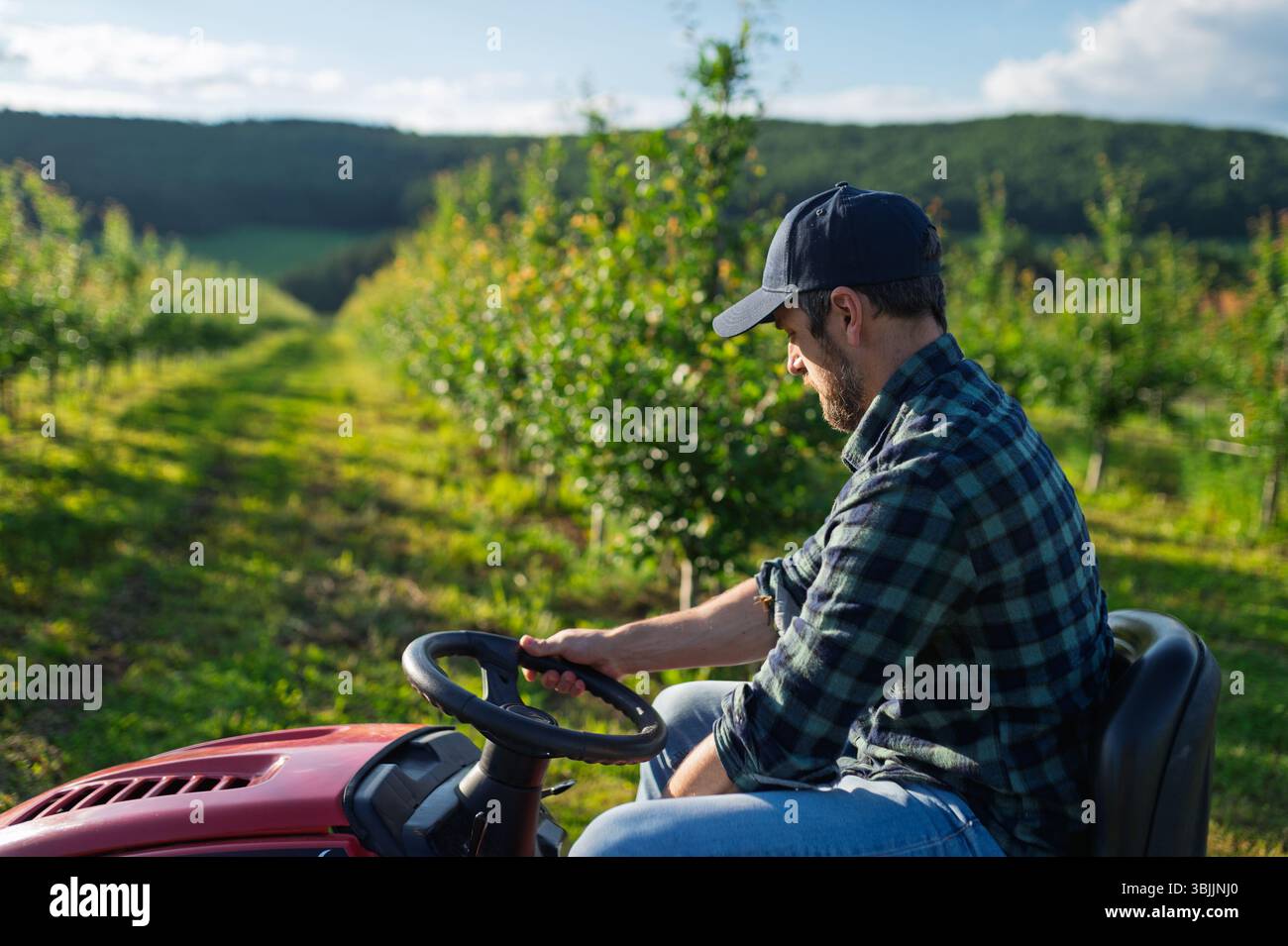 Farmer mowing between fruit trees in his orchard Stock Photo - Alamy