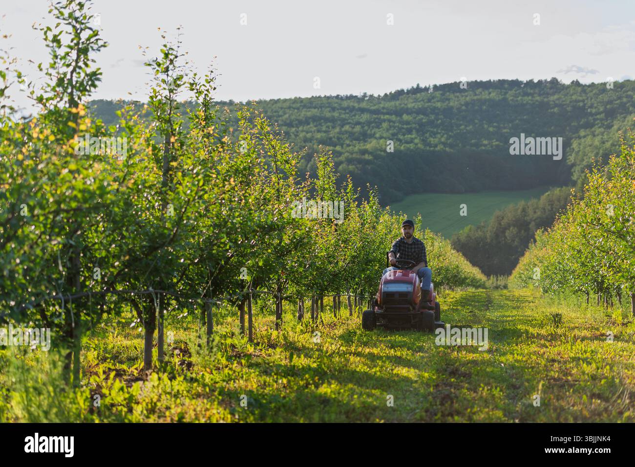 Farmer mowing grass between fruit trees on small tractor Stock Photo ...