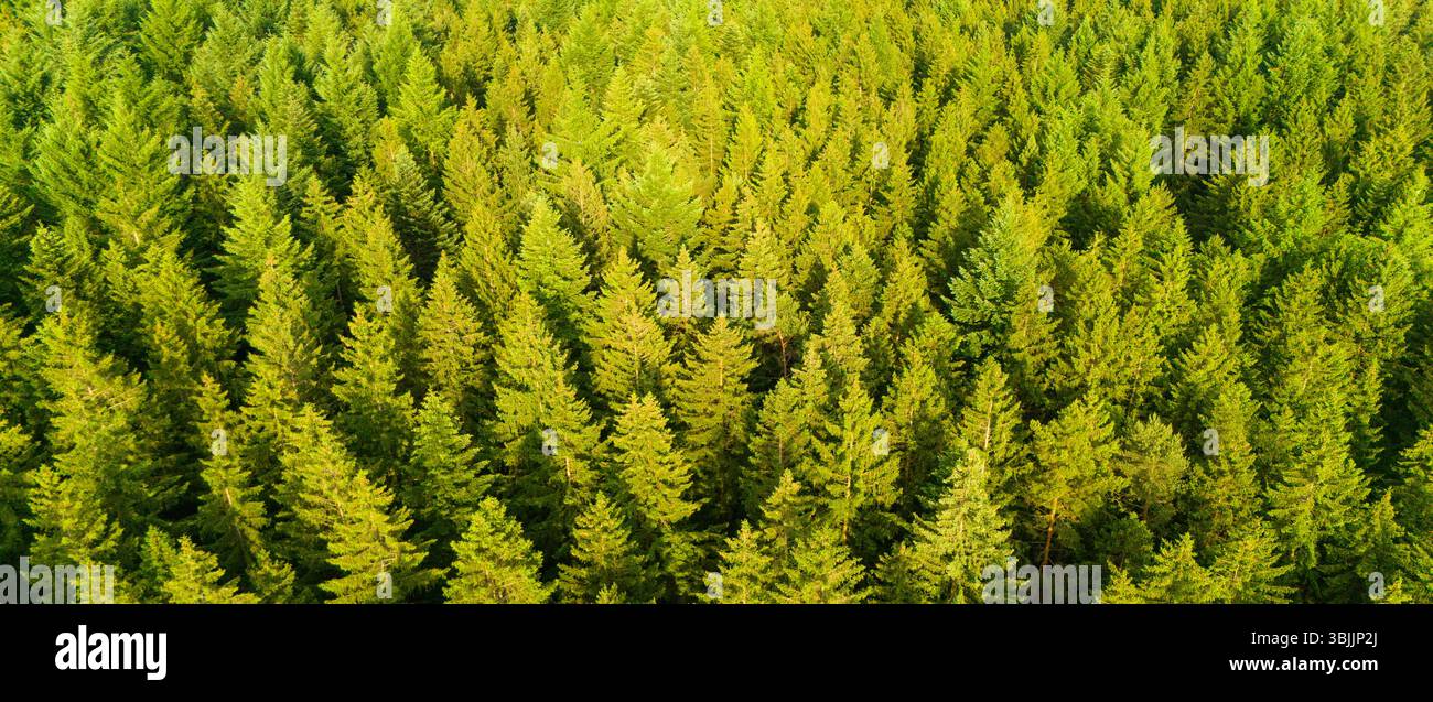 Forest aerial view, evergreen conifer trees, climate change, global ...
