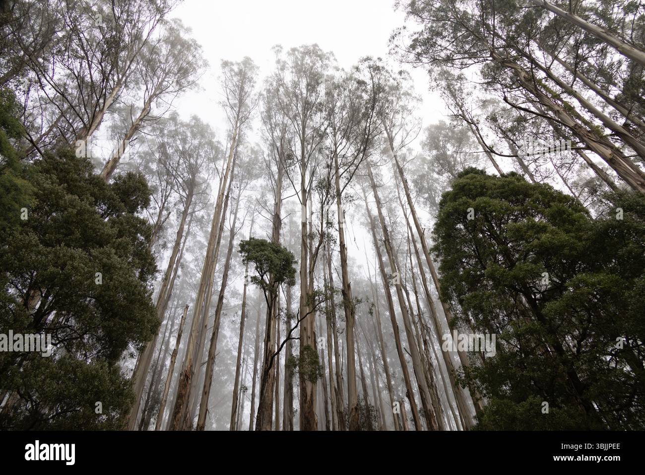 Tall trees in mist hi-res stock photography and images - Alamy
