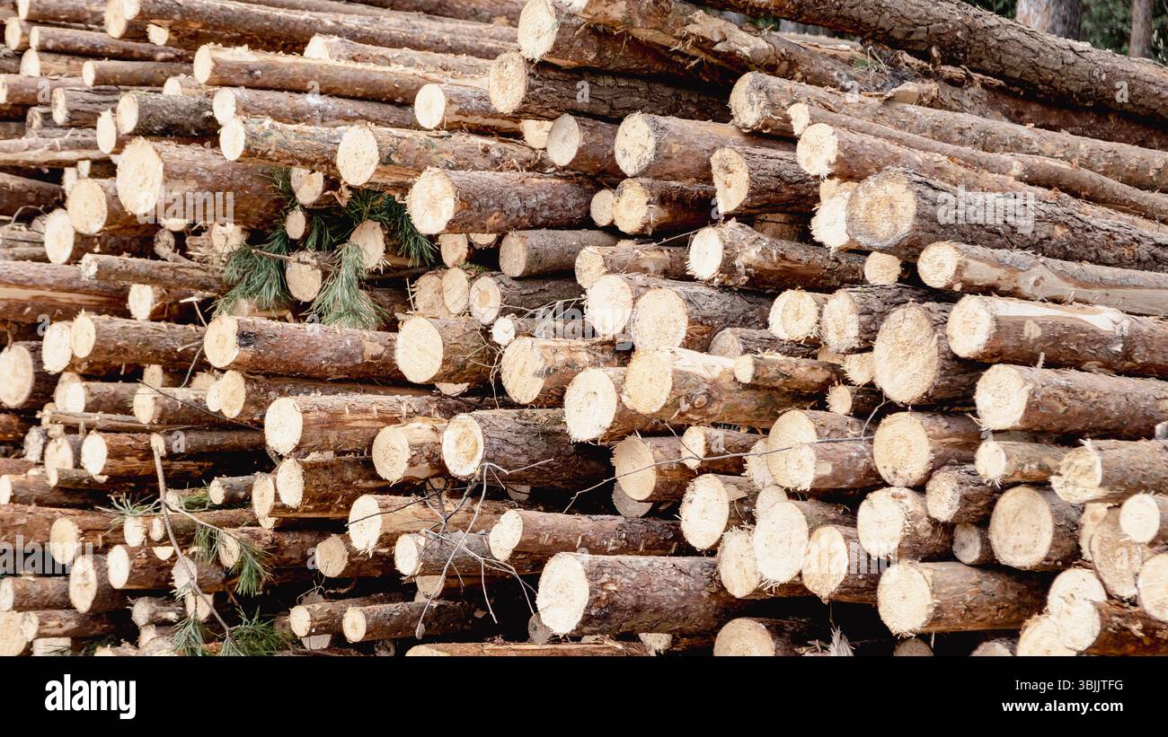 Wooden Logs with Forest on Background. Wood as a source renewable ...