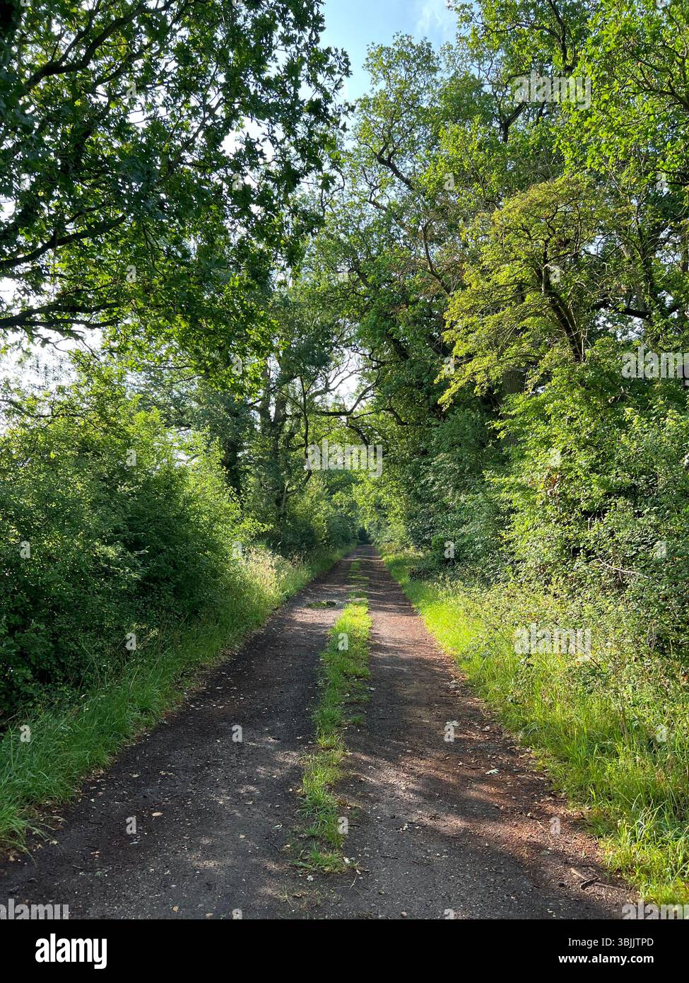 An old Drovers Road at Thornham Magna, Suffolk, eastern England, UK ...