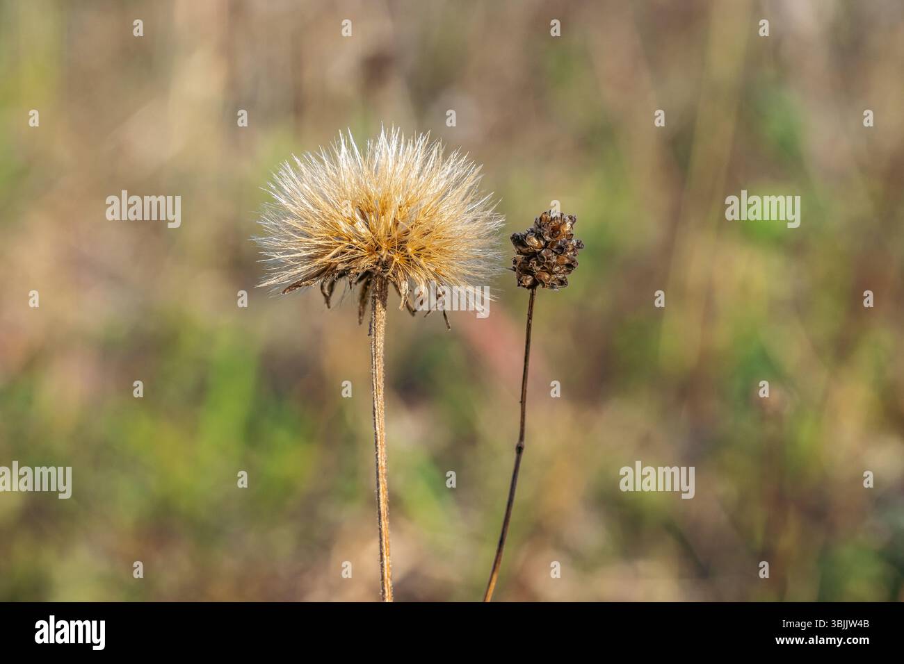 Dry seed heads of wild thistle, prickly fluffy dry flowers in wild ...