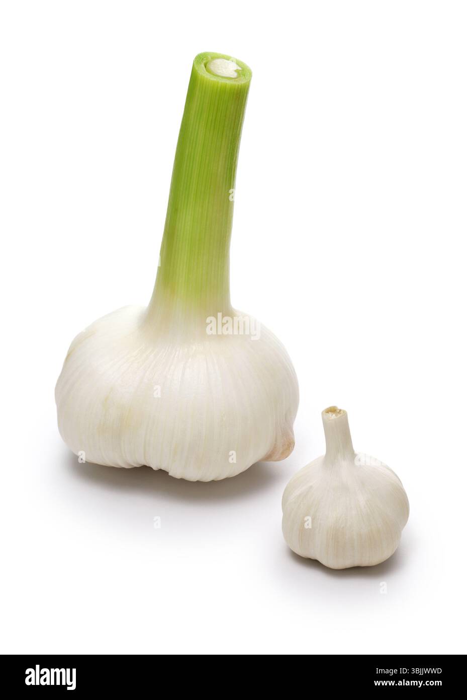 Comparing the size of elephant garlic with regular garlic Stock Photo ...