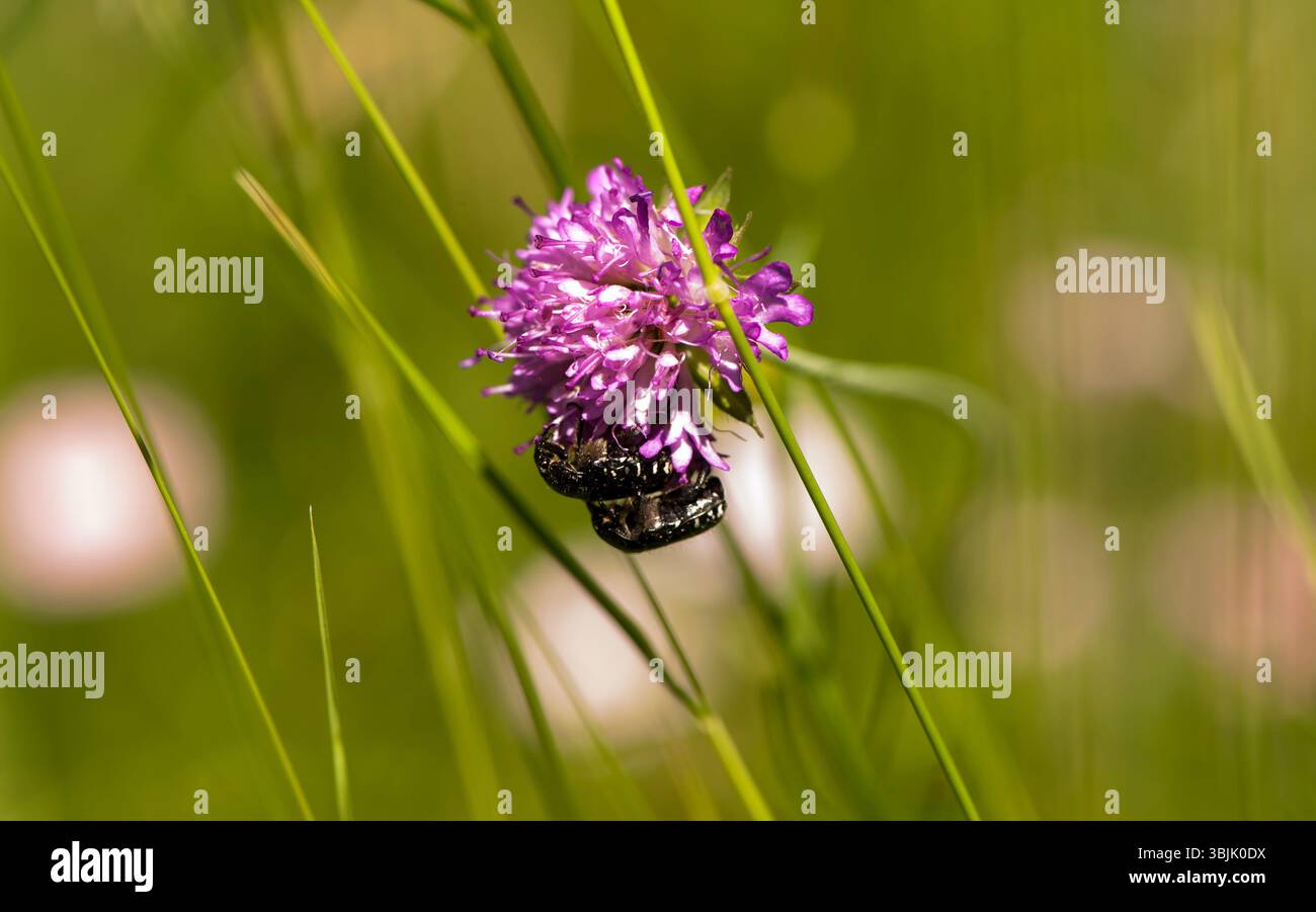 Bugs on wild flower hi-res stock photography and images - Alamy