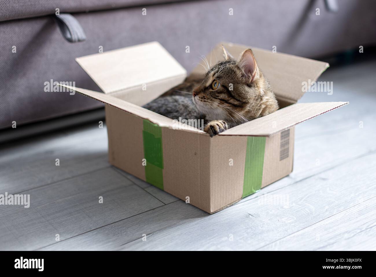 Beautiful cat inside cardboard hi-res stock photography and images - Alamy
