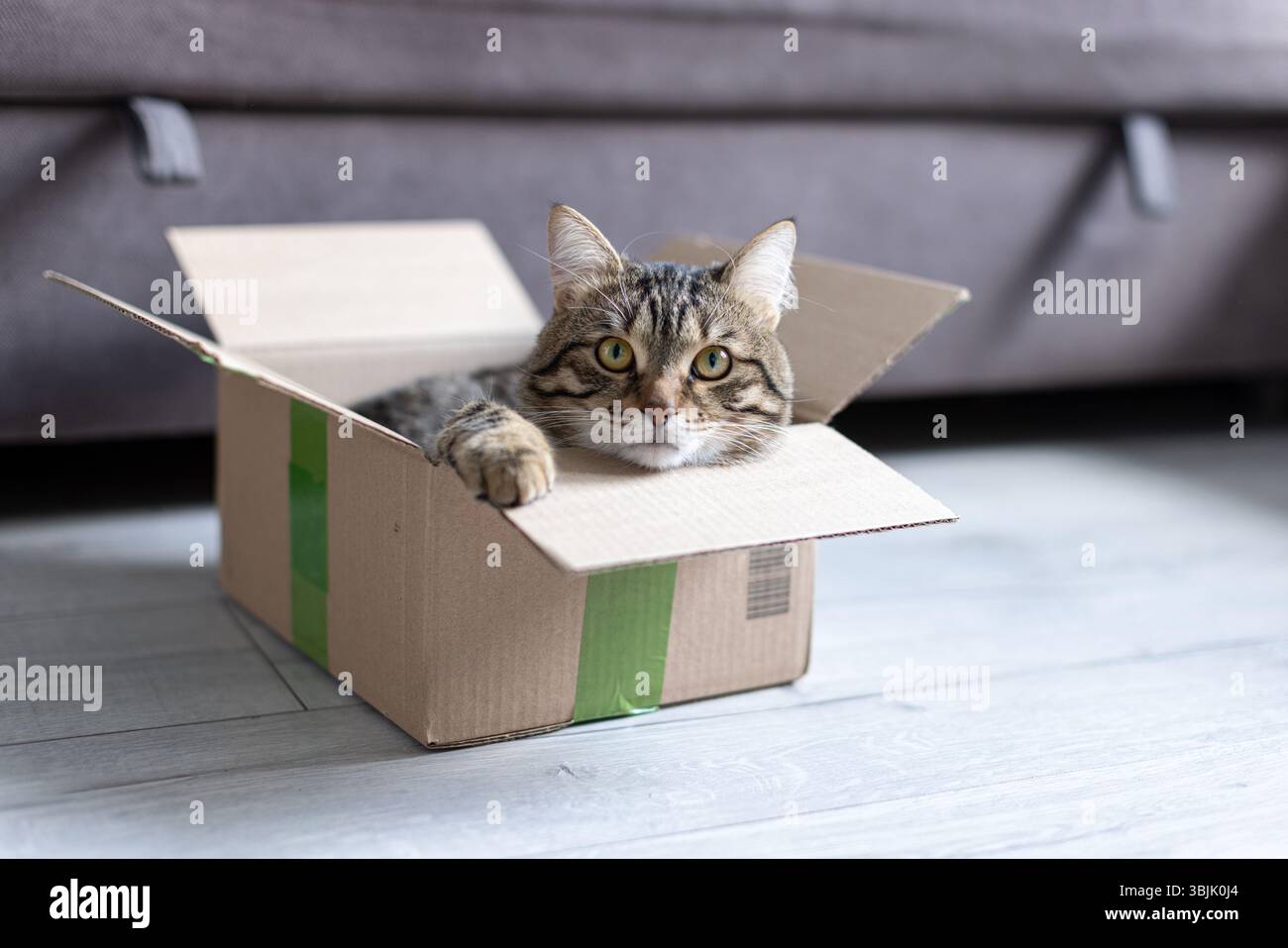 Beautiful cat inside cardboard hi-res stock photography and images - Alamy