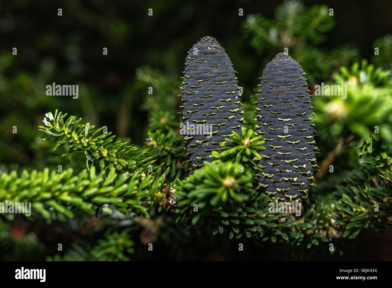 Green long cones on a coniferous tree, a young coniferous tree with ...
