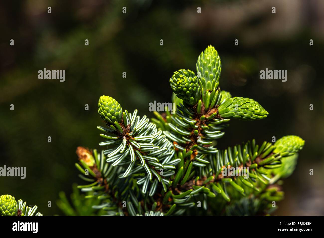 Green long cones on a coniferous tree, a young coniferous tree with ...