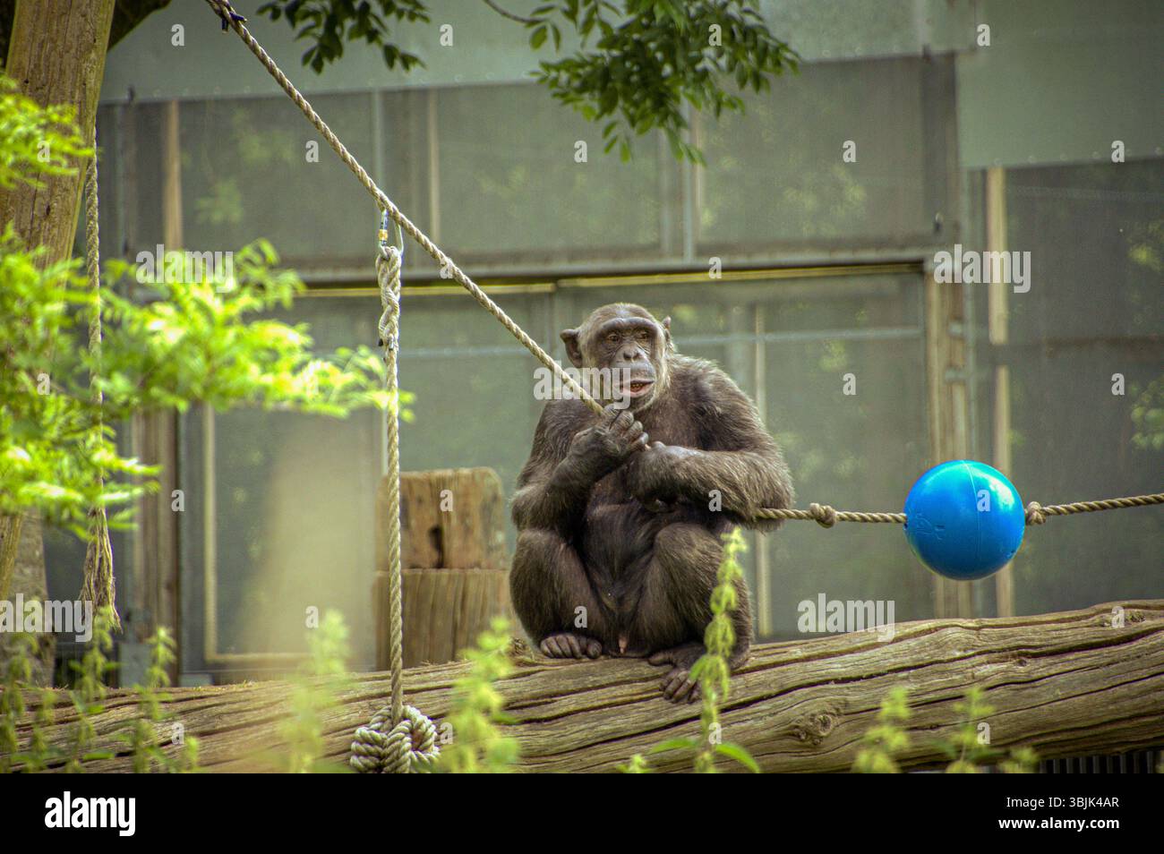 Zoo animal behavior hi-res stock photography and images - Alamy