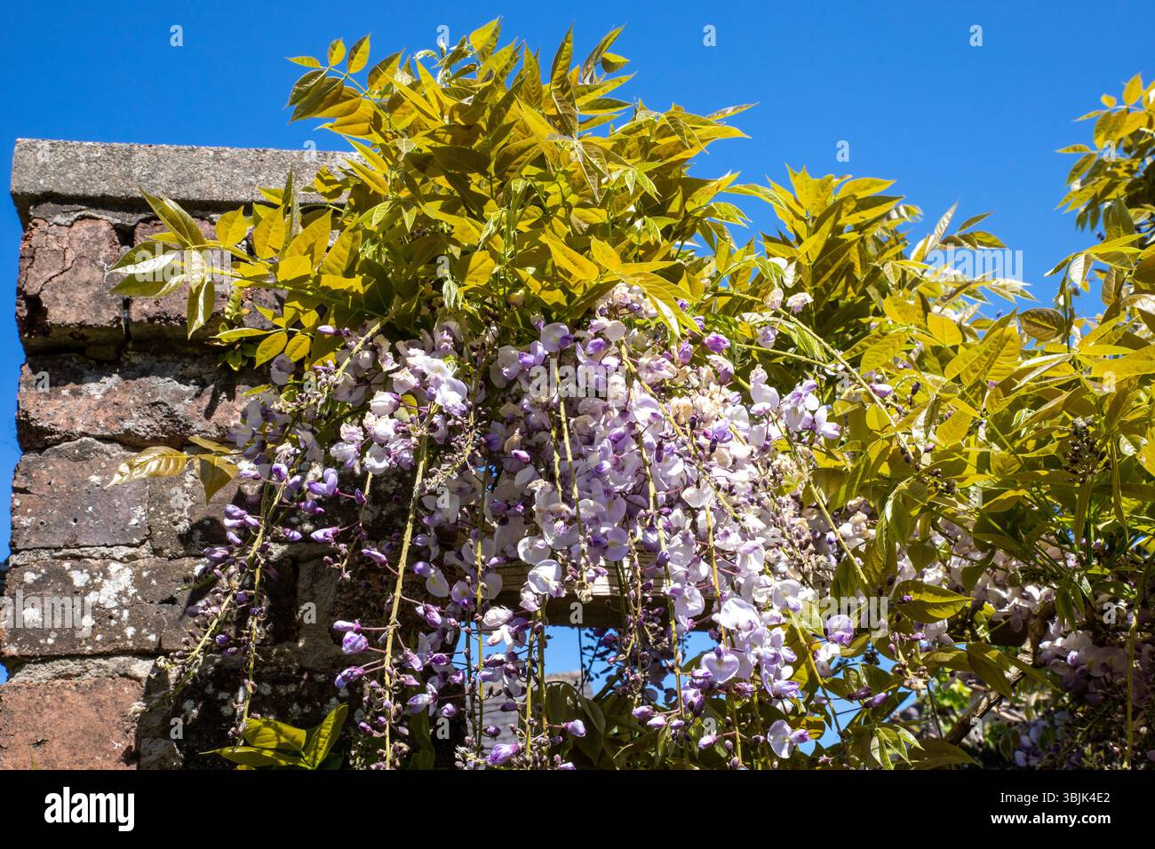Wisteria in garden at Finlaystone Country Park Estate. Scotland. UK ...