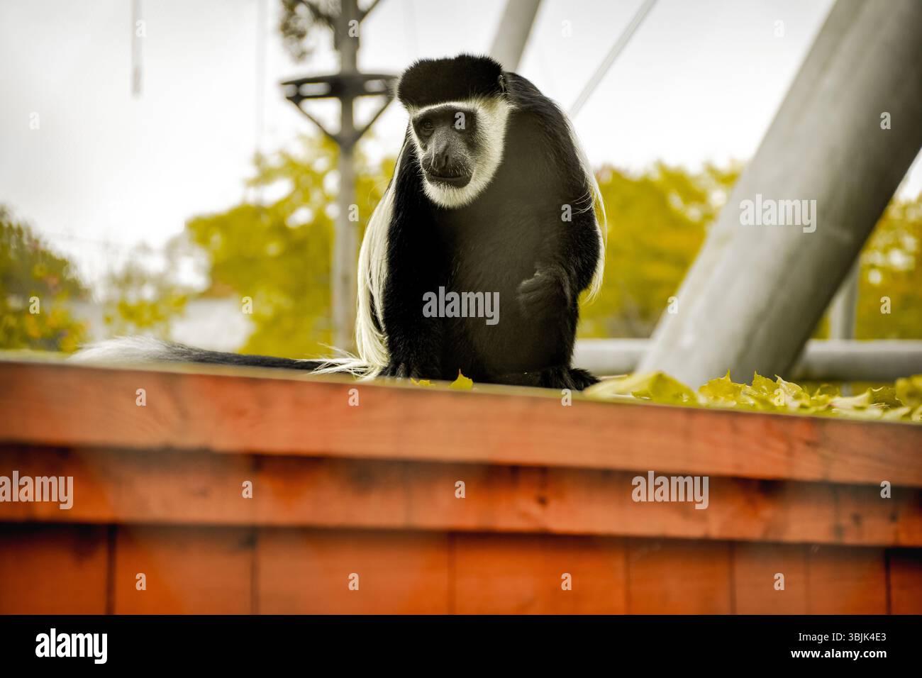 Zoo enclosure animals hi-res stock photography and images - Alamy