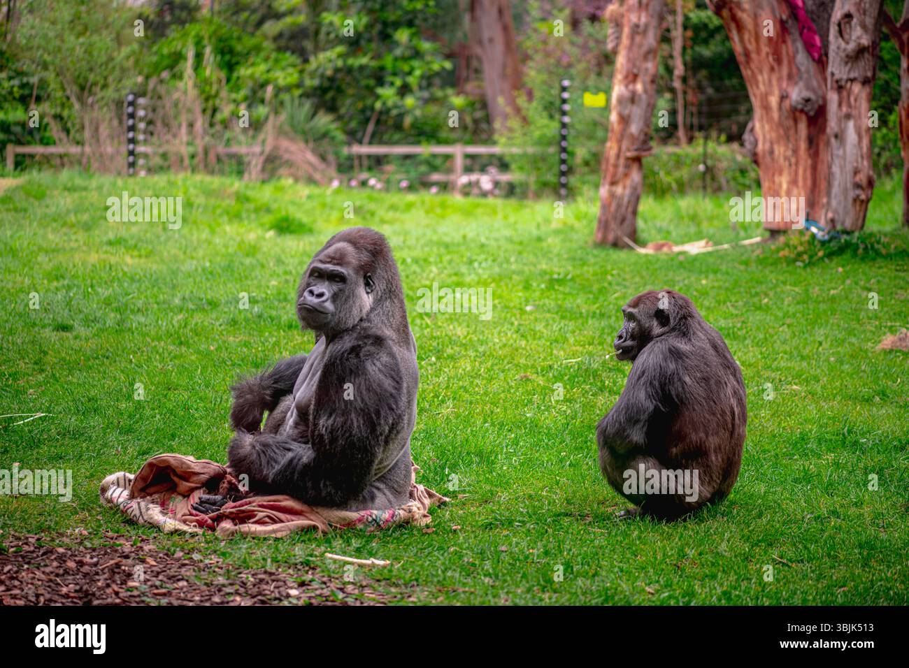 Female gorilla behaviour at the zoo Stock Photo - Alamy