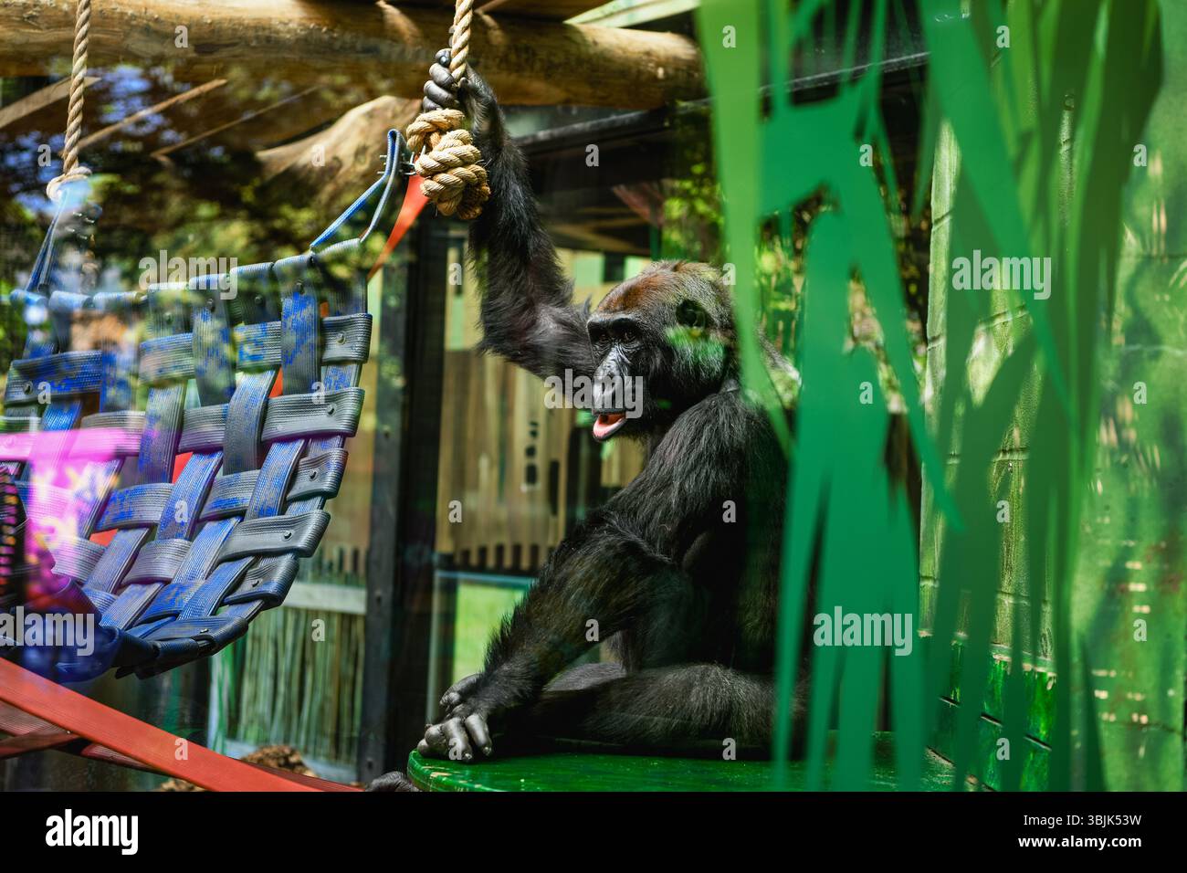 Female gorilla behaviour at the zoo Stock Photo - Alamy