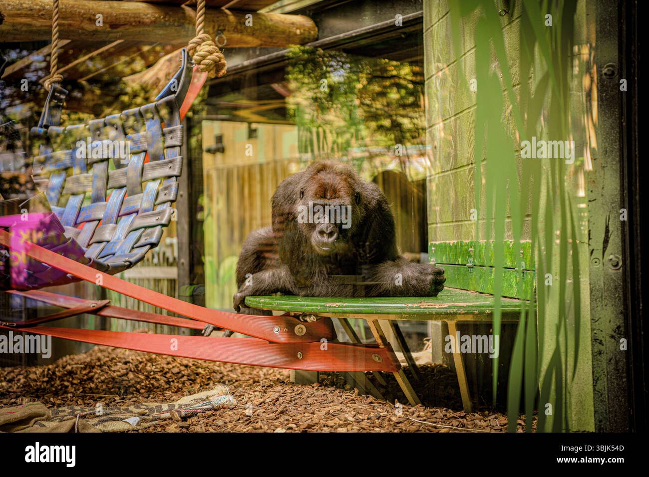 Female gorilla behaviour at the zoo Stock Photo - Alamy