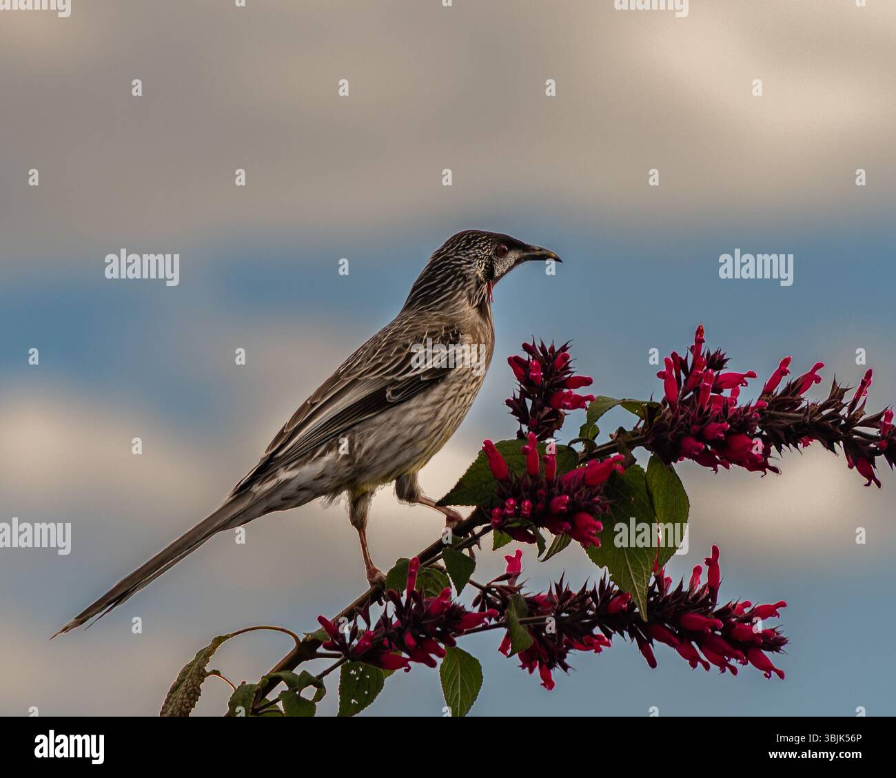 Wattle day australia hi-res stock photography and images - Alamy