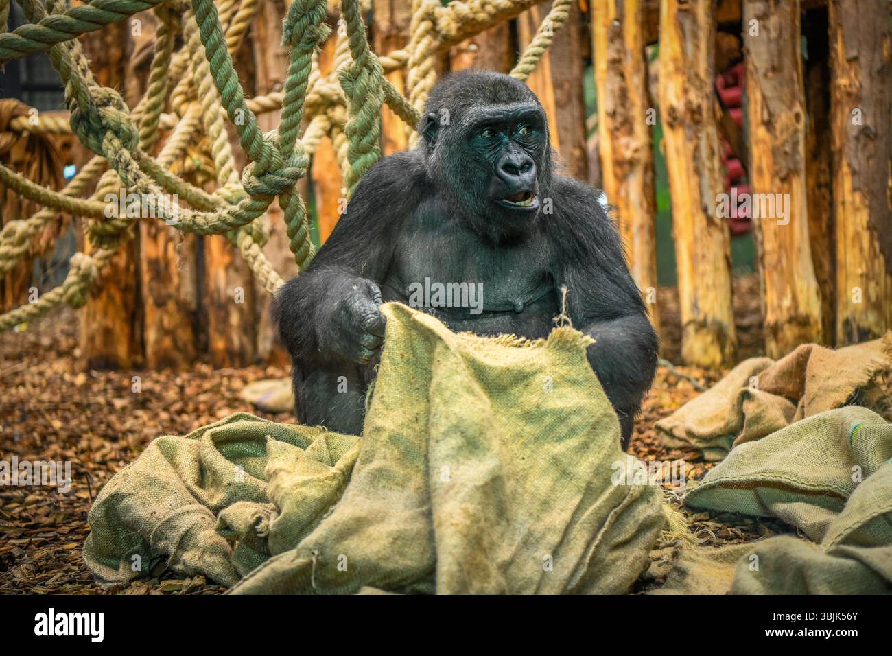 Female gorilla behaviour at the zoo Stock Photo - Alamy