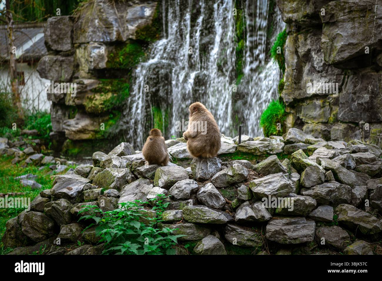 Japanese macaque monkeys at the zoo Stock Photo - Alamy