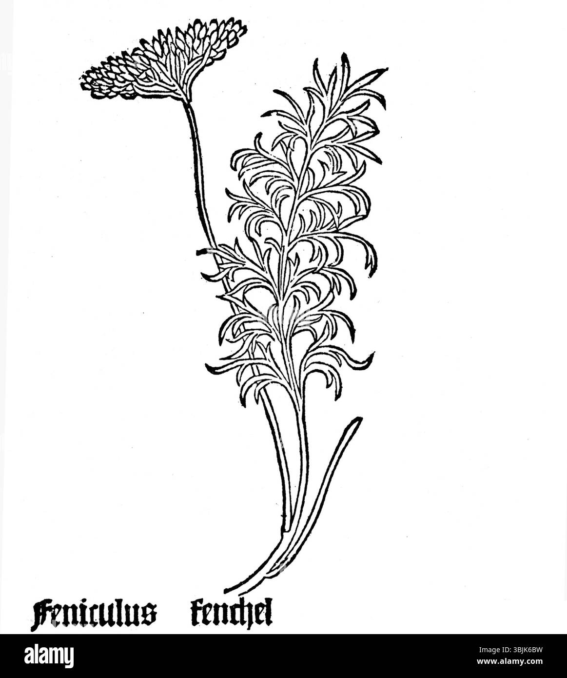 Foeniculum vulgare illustration Black and White Stock Photos & Images ...