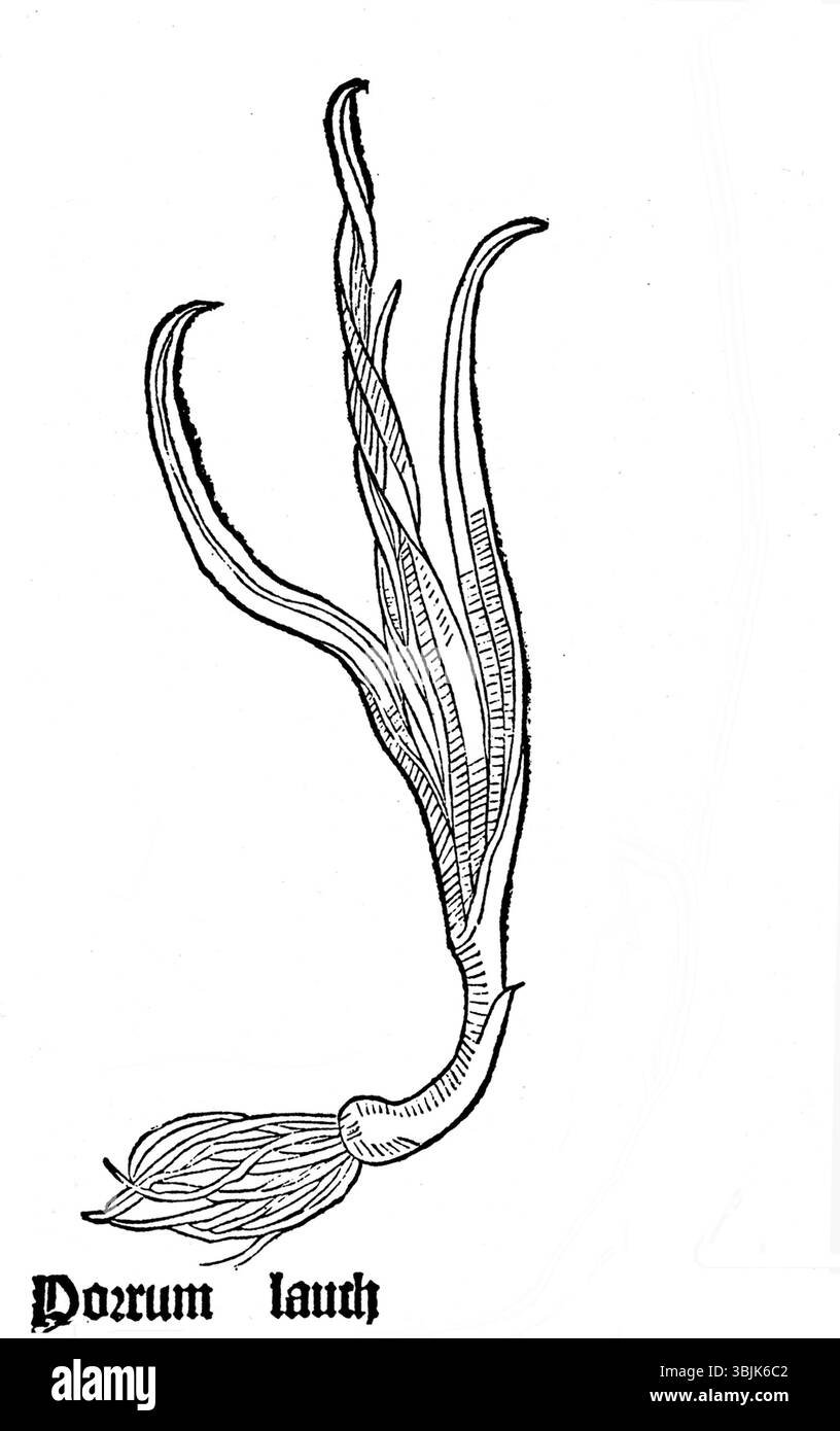 The 1485 illustration 'Gart Porrum' is an early botanical drawing ...