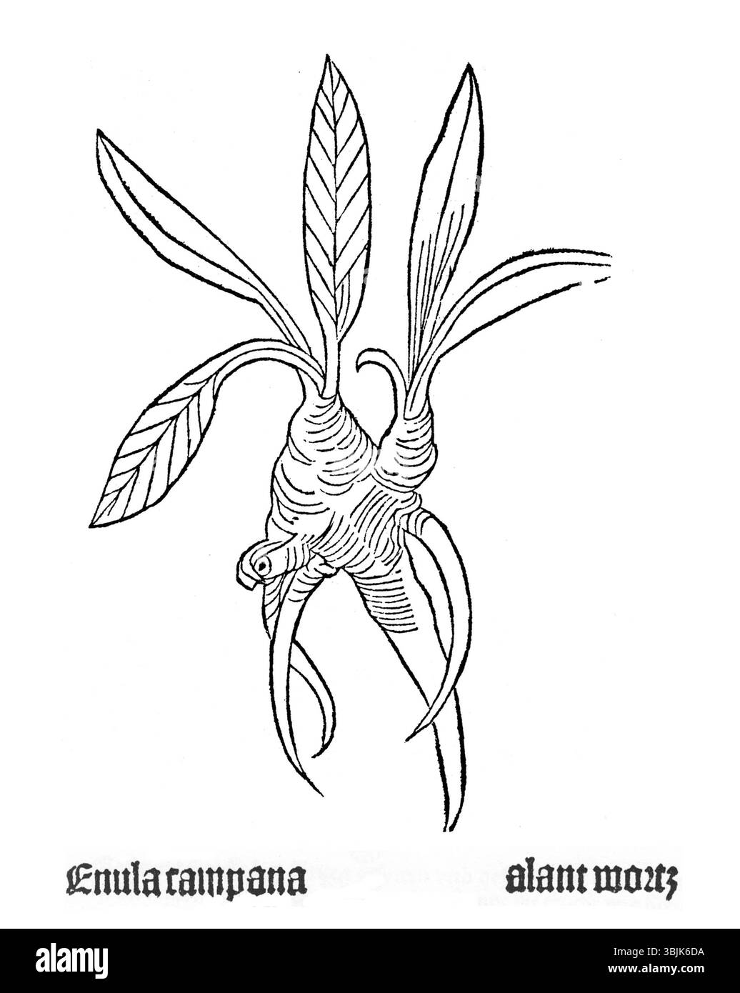 This botanical illustration from 1485 depicts *Inula helenium ...