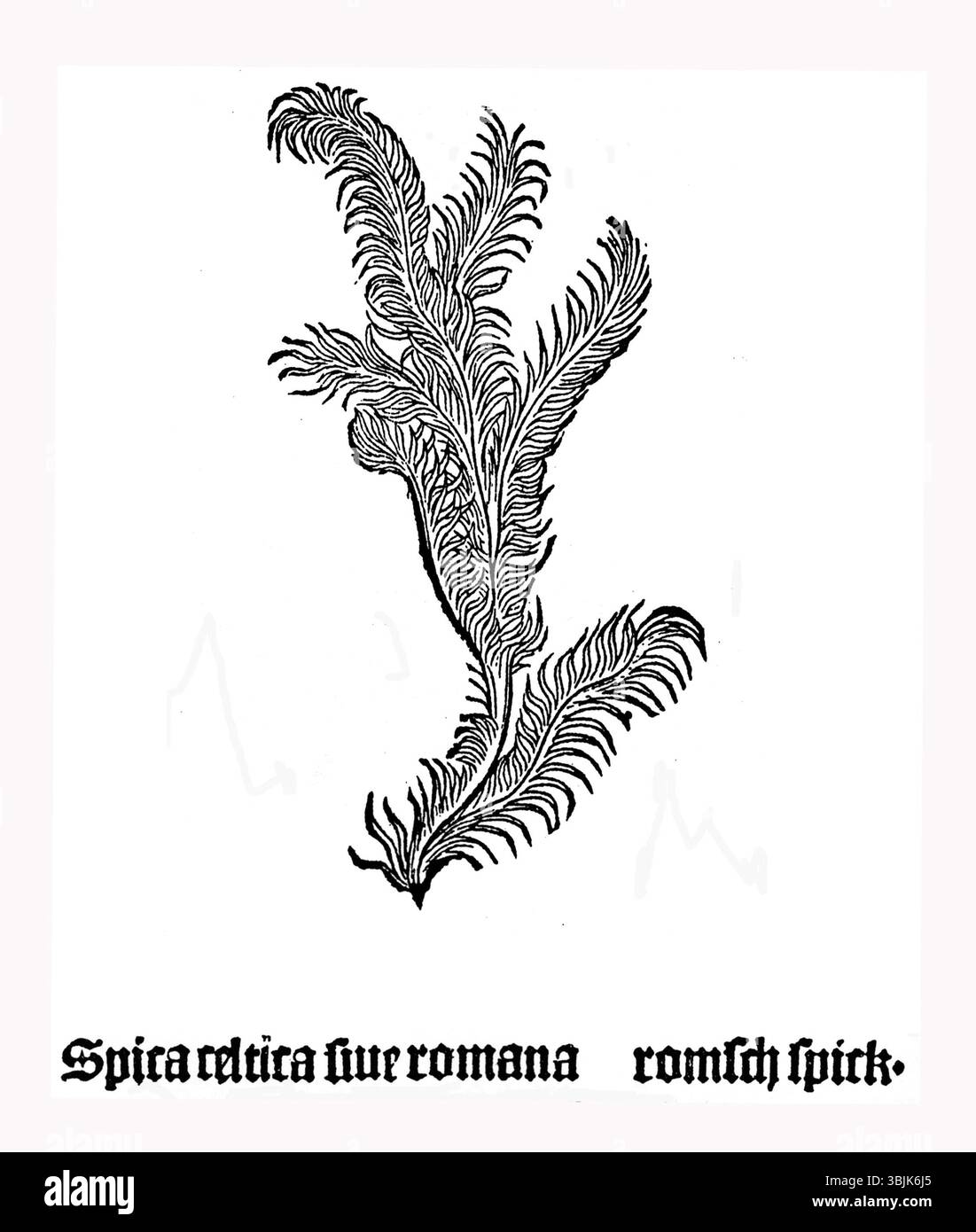 The painting 'Spica Celtica' from 1485 represents an early example of ...