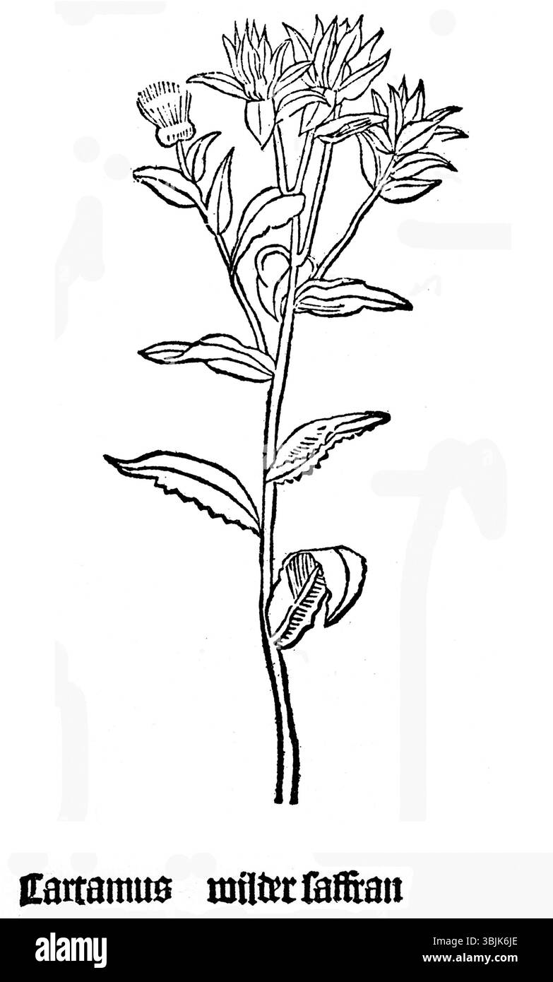 Botanical illustration from 1485, depicting Carthamus tinctorius ...