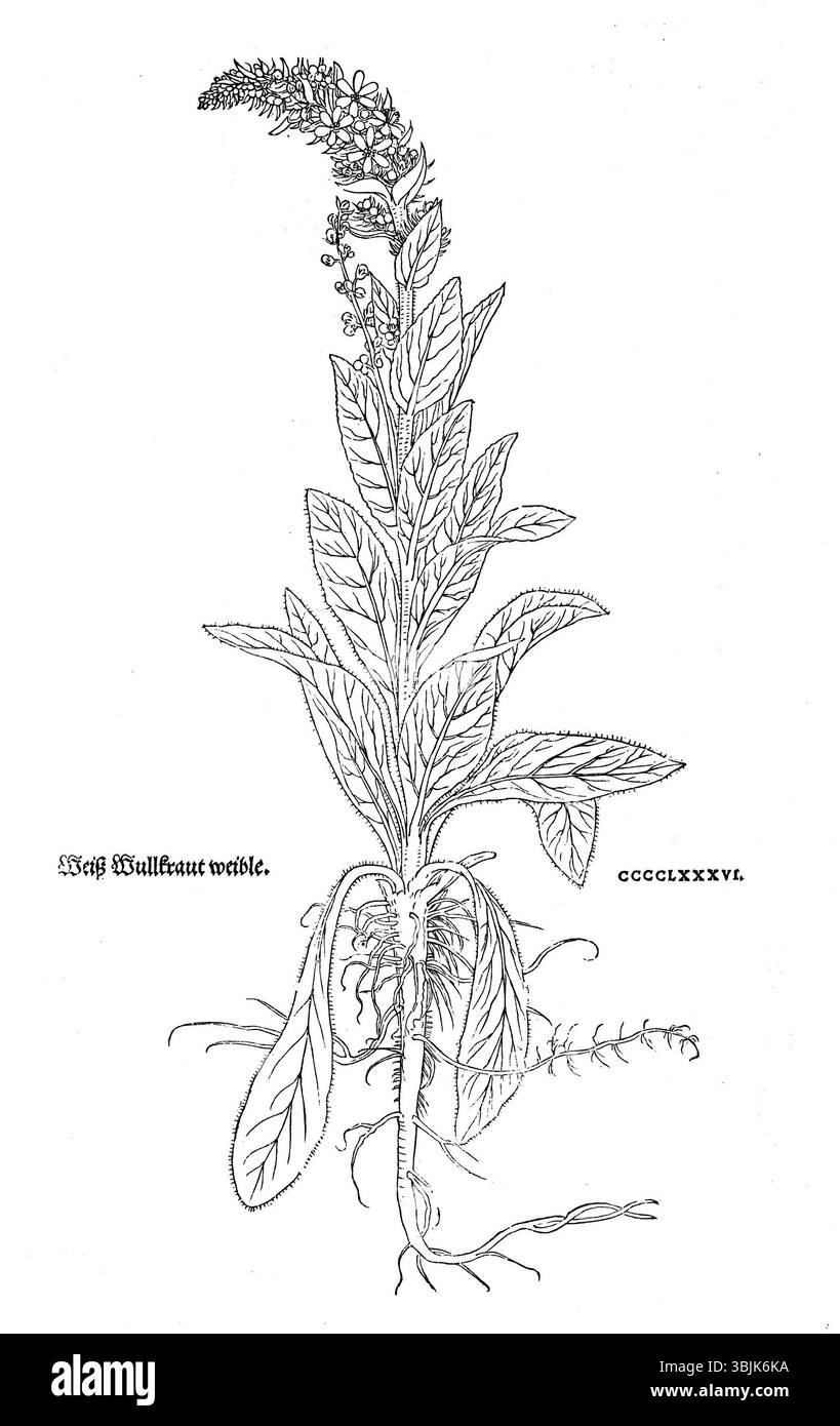 Characteristic of mullein species hi-res stock photography and images ...