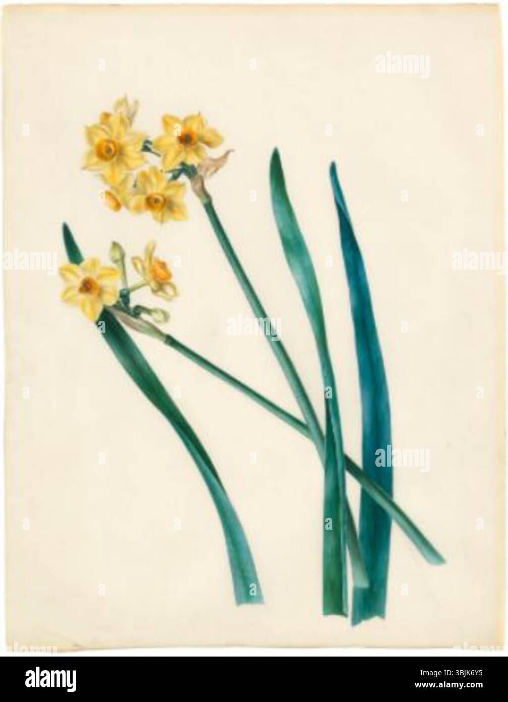 Peter Brown’s 'Narcissus tazetta narcissus soleil d'or' portrays the ...