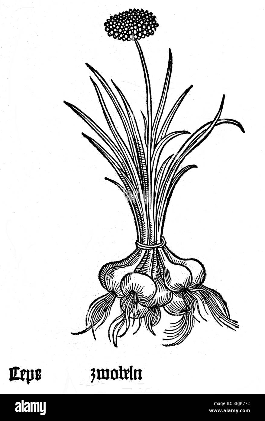 Early botanical realism Black and White Stock Photos & Images - Alamy