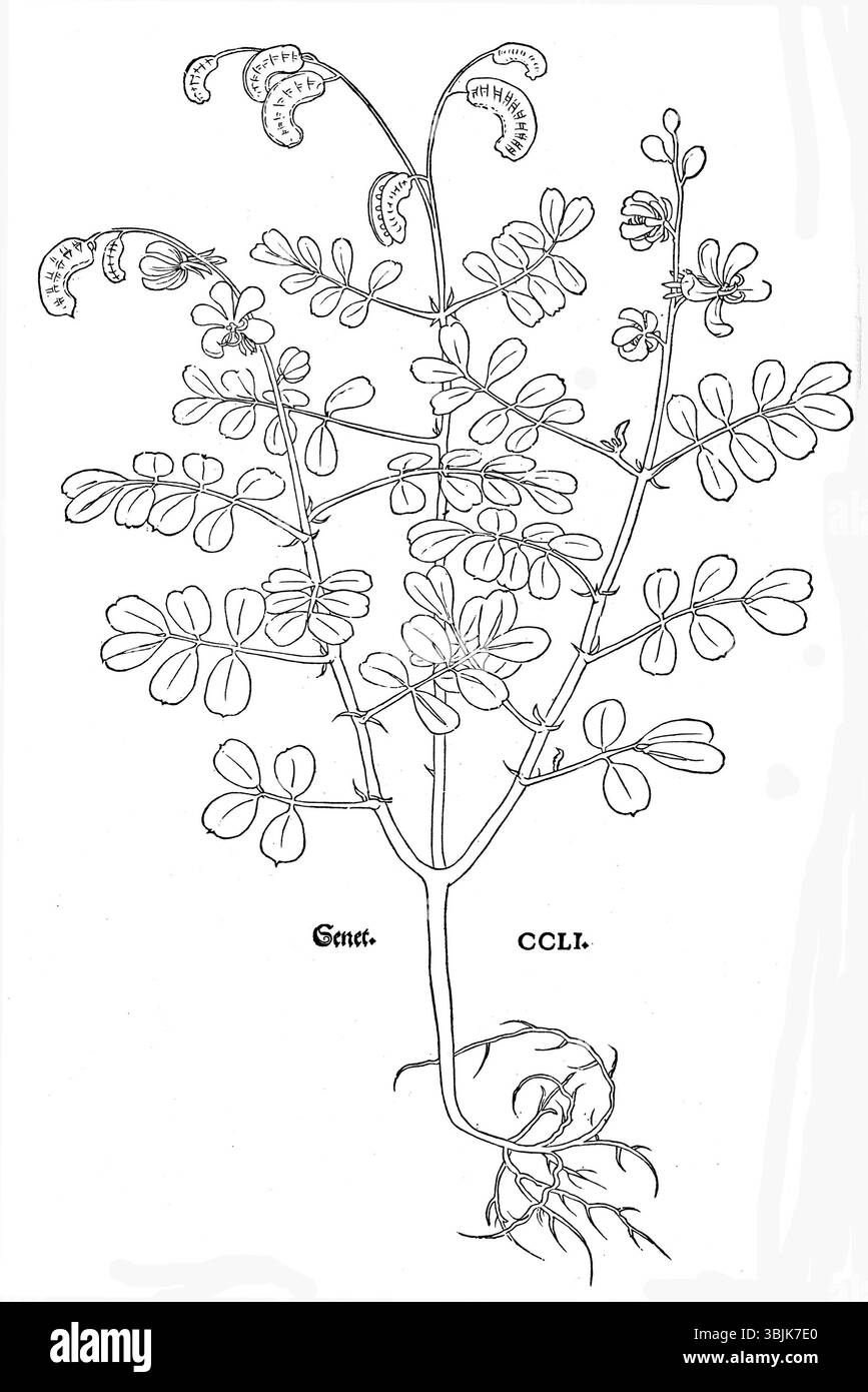 'Fuchs Senet' (1543) is a botanical illustration of Cassia senna ...