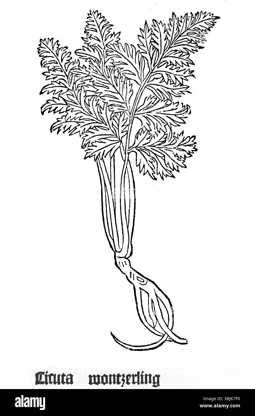 Illustration of *Cicuta virosa* (water hemlock) from *Gart* (1485). The ...