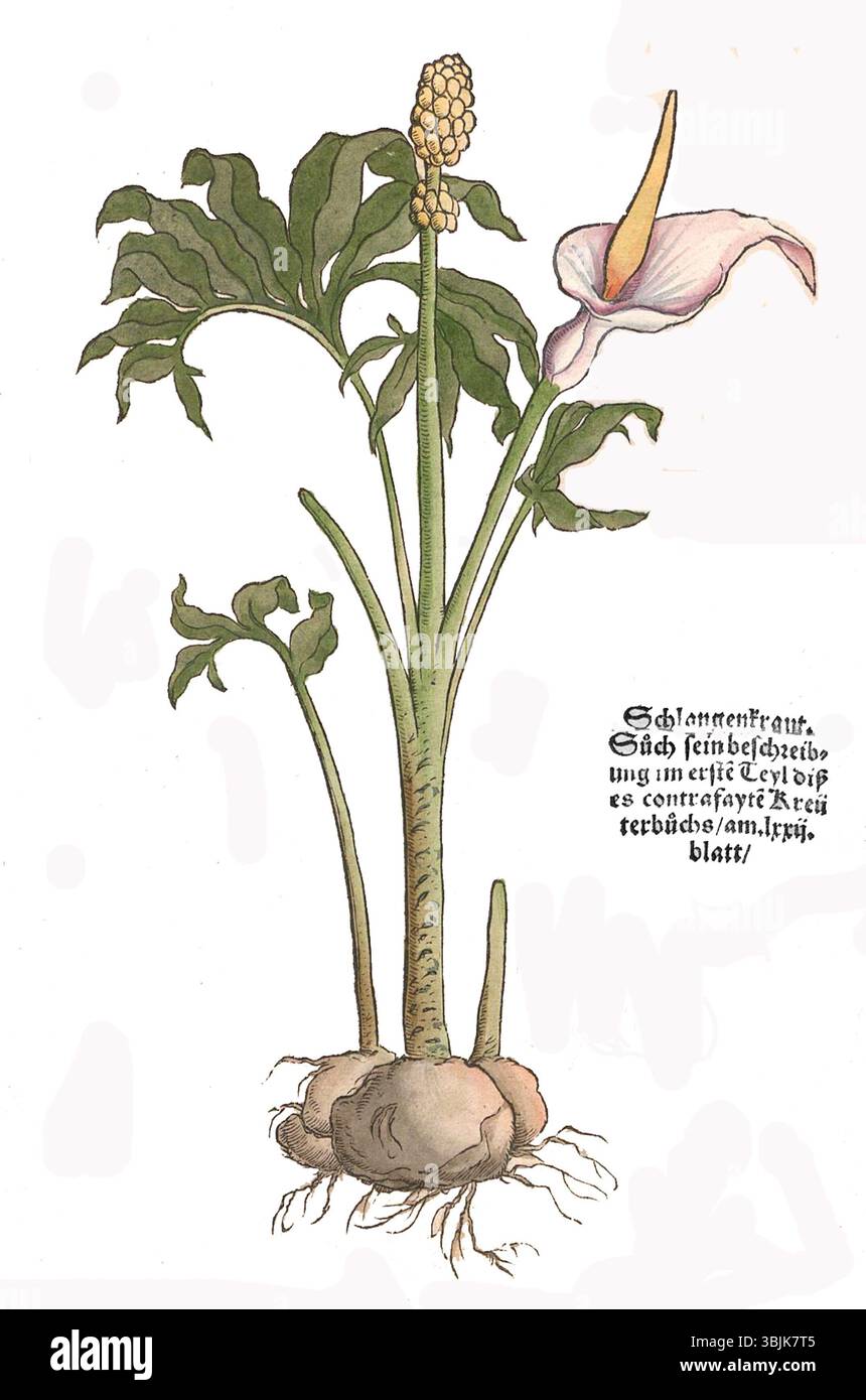 The 1537 illustration of Dracunculus vulgaris, also known as Snake Root ...