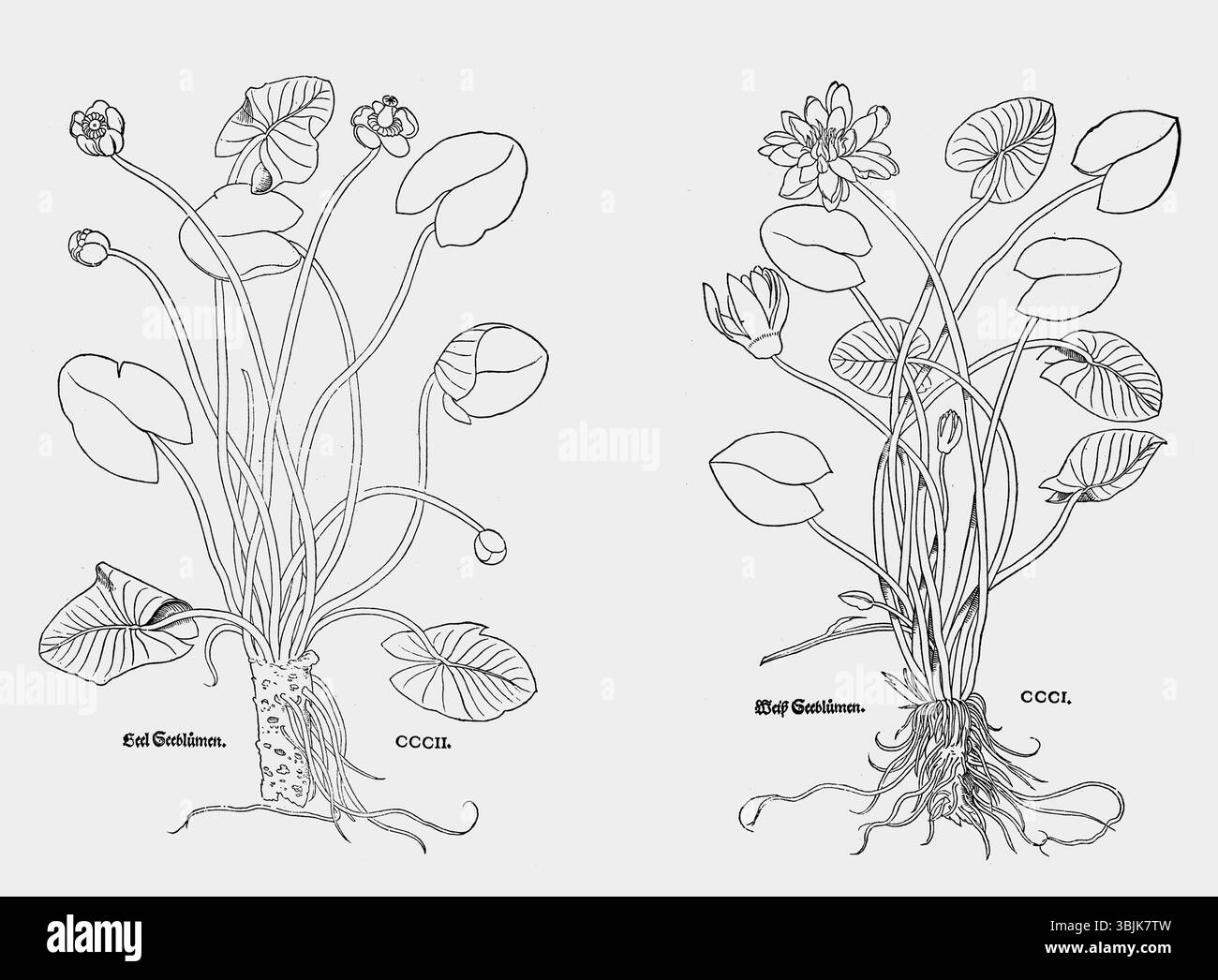 With emphasis on water Black and White Stock Photos & Images - Alamy