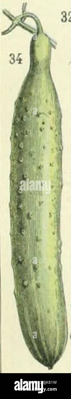 Adolphe Millot’s botanical illustration of the 'Concombre vert long ...