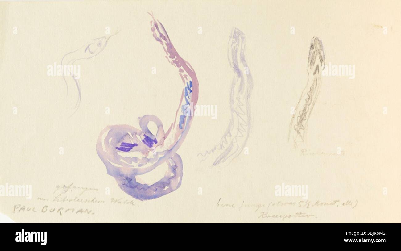 Paul Burman’s 'Rästik' (Viper) is a pencil and watercolor painting on ...