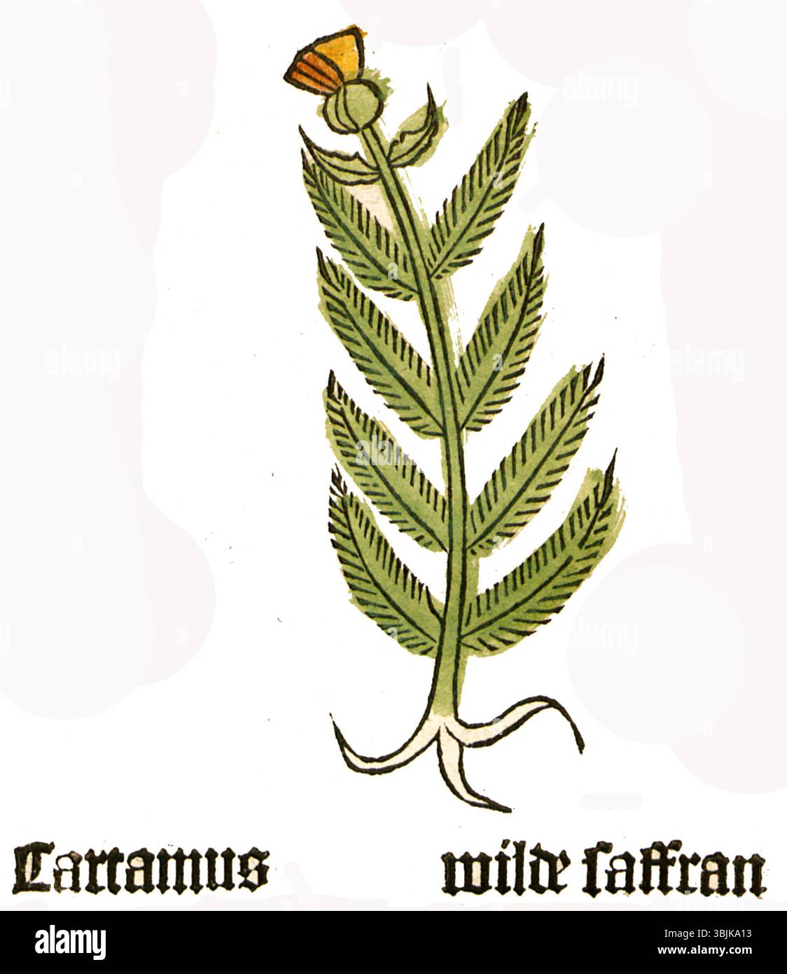 Botanical illustration from the 1484 Herbarius, showing Carthamus ...