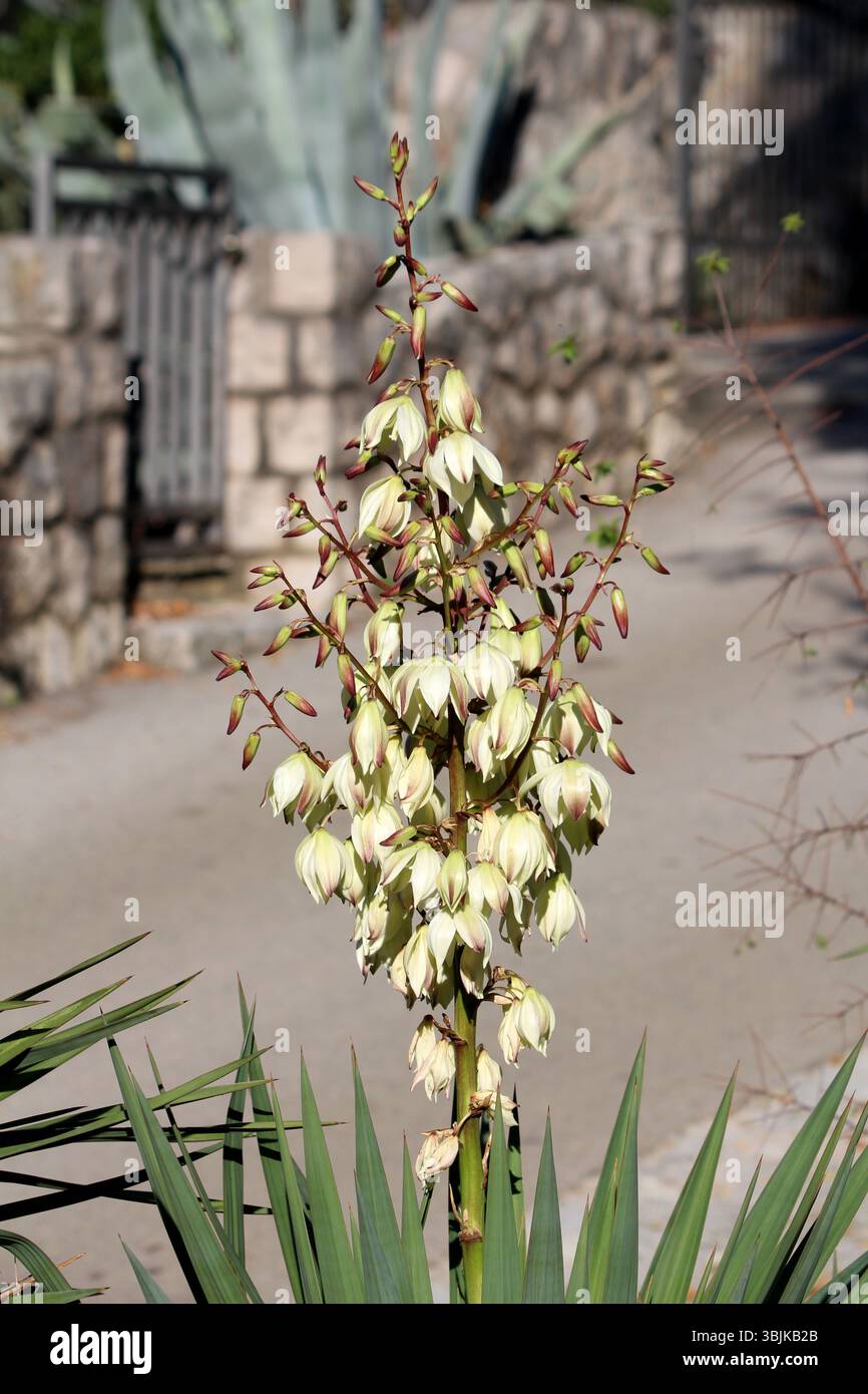 Inflorescence displays clusters hi-res stock photography and images - Alamy