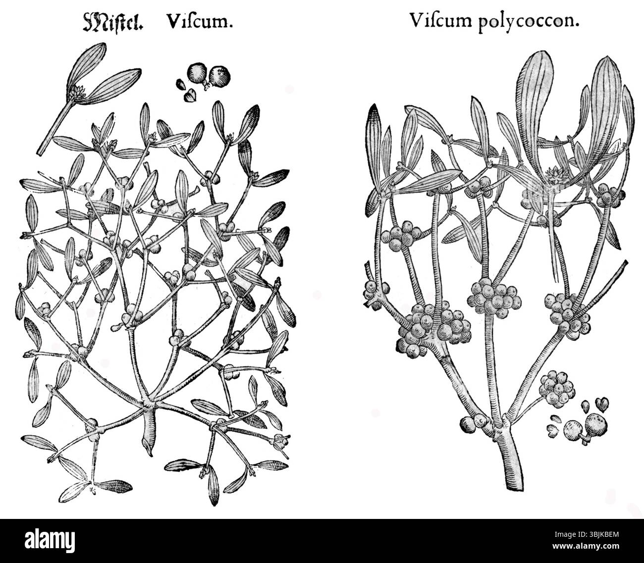Detailed study reflects Cut Out Stock Images & Pictures - Alamy