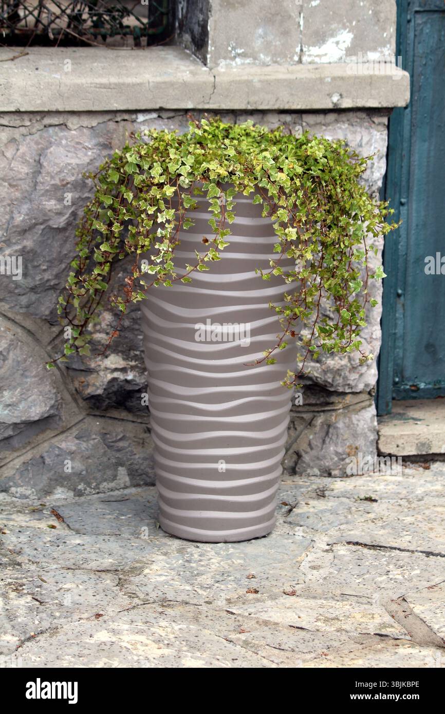 Trailing ivy Hedera helix cascades from a tall, wavy-patterned gray ...