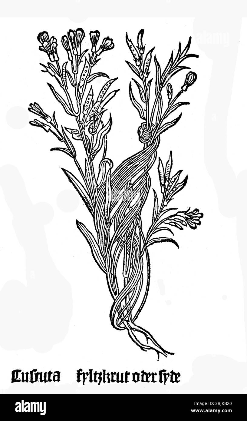 A 1485 illustration by Gart depicts *Cuscuta spec*, emphasizing the ...